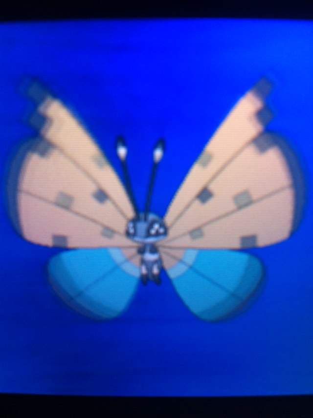 What Vivillon Pattern Do You Have Video Games Amino