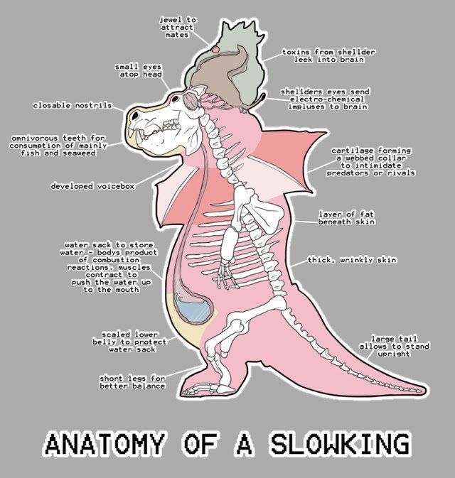 Pokemon Biology 101 Anime Amino pokemon-biology-101-anime-amino